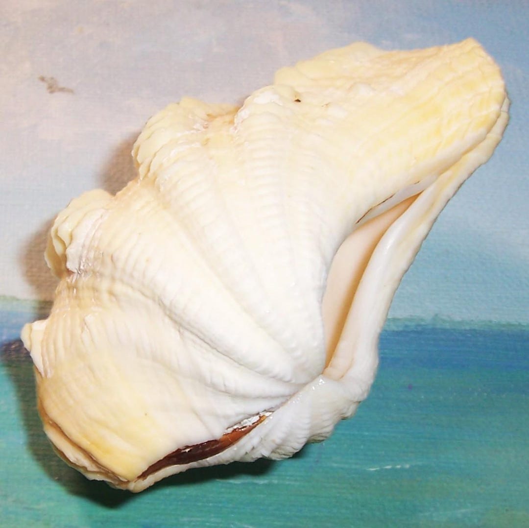 92.3mm Matched Set Tridacna Gigas GIANT CLAM Shell, Seashell - Etsy