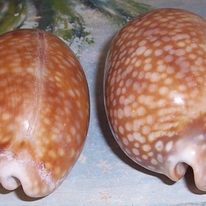 Set of 2 Puerto Rico BEACH Collected Atlantic Measled Cowry Shell ...