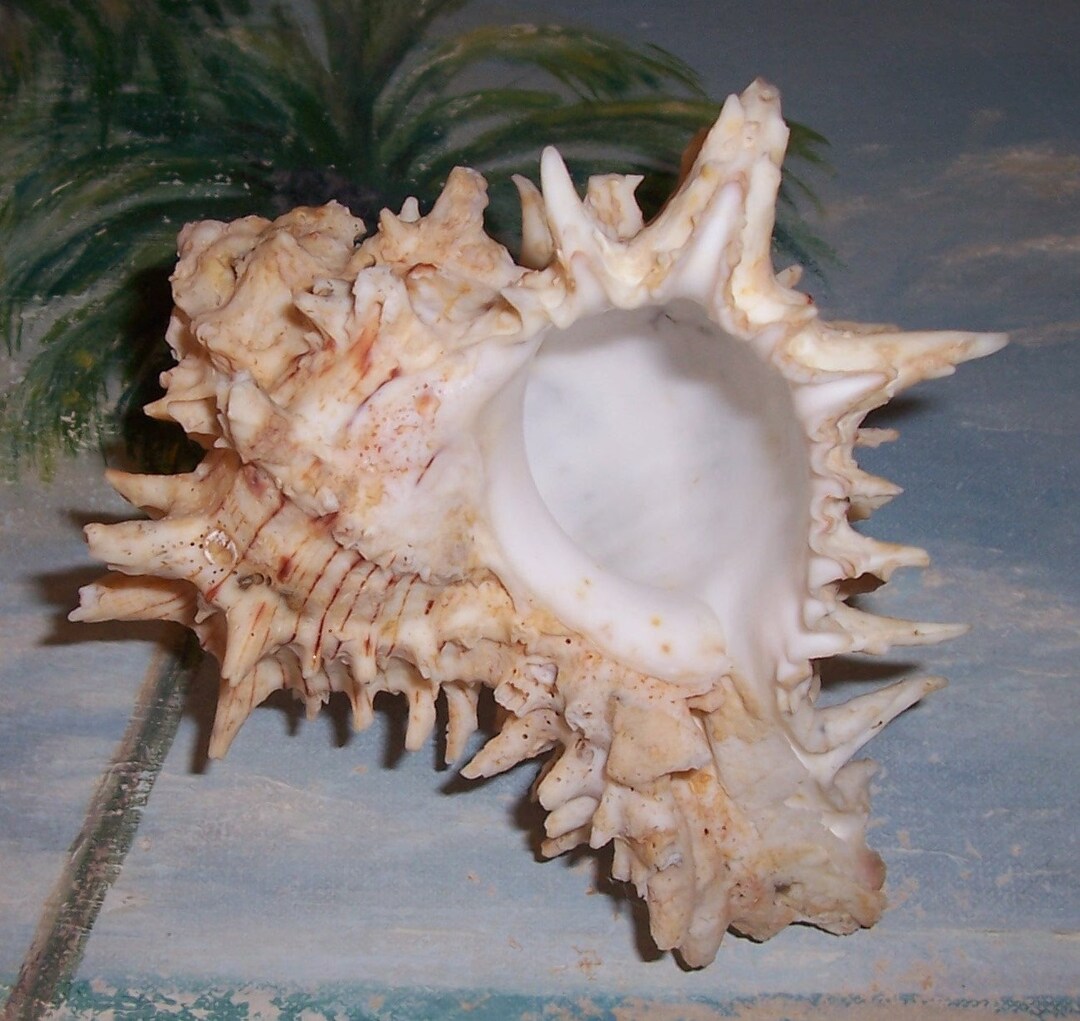 Huge 137.2mm Florida GIANT Eastern MUREX Hexaplex Fulvescens - Etsy