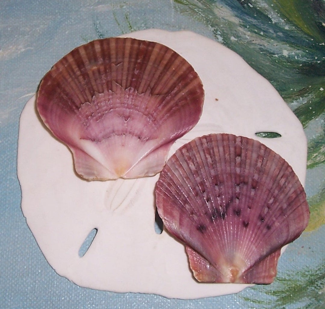 Set/2 Large Florida 10K Islands BEACH Collected ZIGZAG, Flat Fan Shell ...