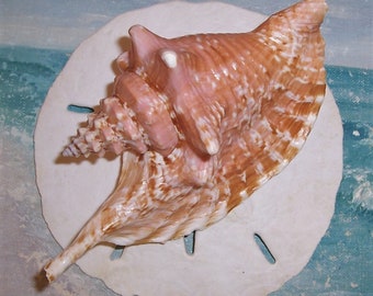 Seashell Coloring | Etsy