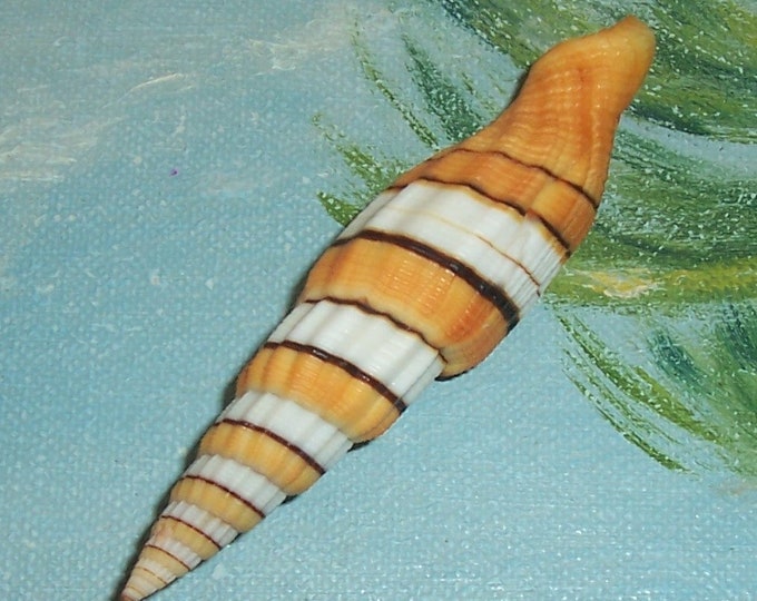 73.0mm Mitra Vexillum Filiareginae Colorful/queen MITRE Shell, Seashell ...