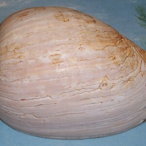 131.7mm Melo Amphora Giant AUSTRALIAN Baler, MELON Shell, Seashell W ...