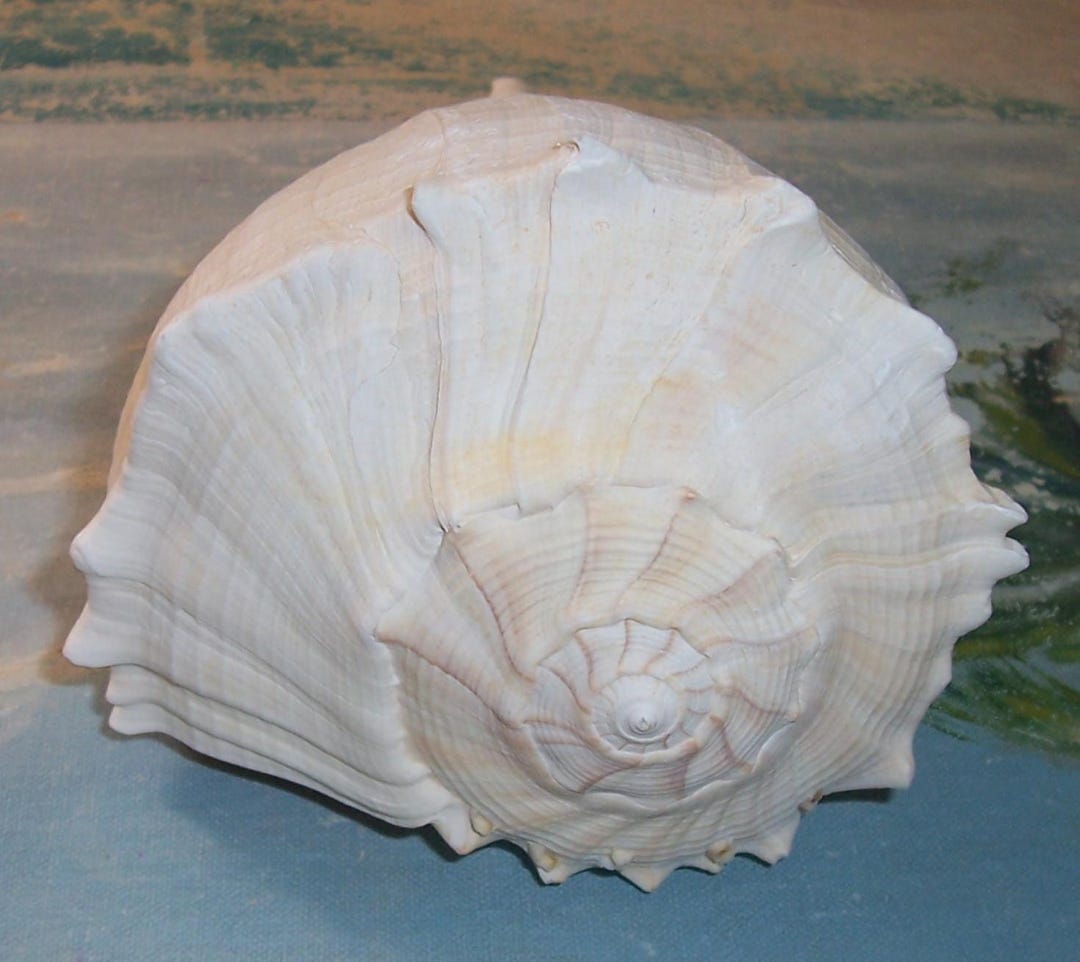 Large, 9" FLORIDA Beach Found Lightning Whelk SEASHELL *MILTON* - Etsy