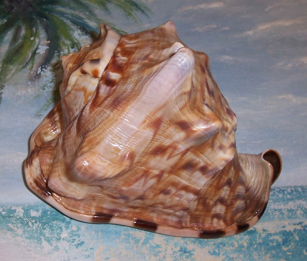 5 1/2" Puerto Rico BEACH Collected Cassis Tuberosa King HELMET Shell ...