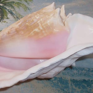 10 Adult FLORIDA Keys Collected Strombus Gigas QUEEN, PINK Conch Shell ...