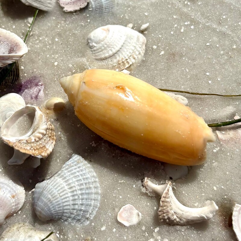 GulfSeaShells - Etsy