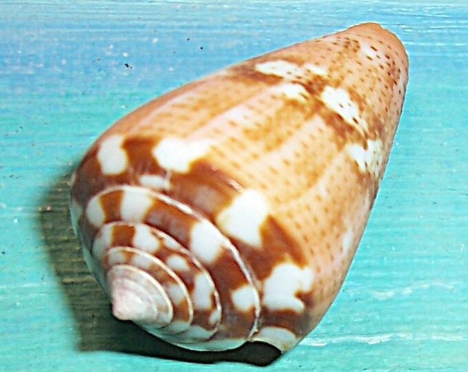 118.5mm Voluta Cymbiola Nobilis NOBLE VOLUTE Seashell W/ Excellent ...