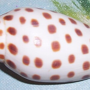 73.9mm Rare FLORIDA Beach Found Scaphella JUNONIA Butleri Juno's VOLUTE ...