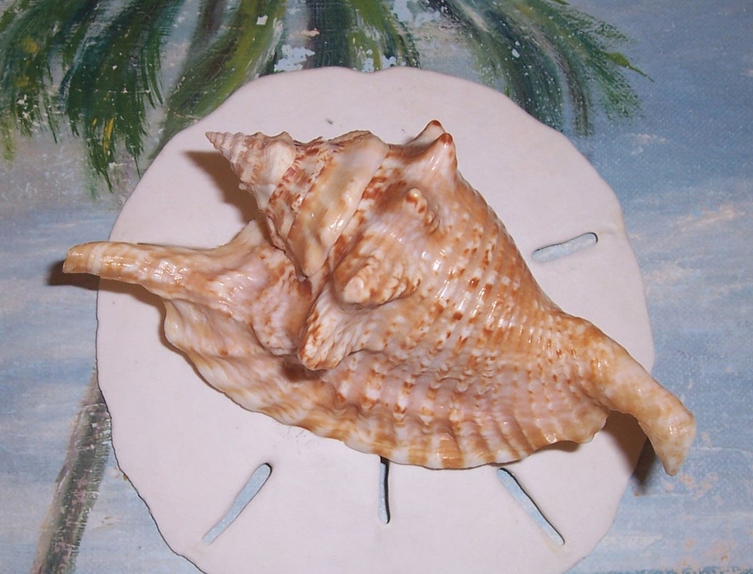 108.6mm Strombus Gallus Rooster-tail CONCH Shell SEASHELL - Etsy