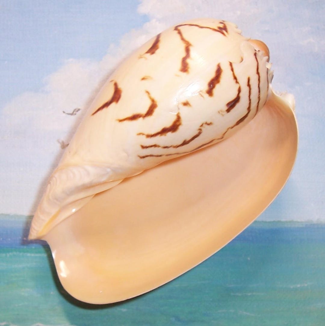 120.4mm Melo Broderipii CROWNED BALER Shell, Seashell W/ DATA - Etsy