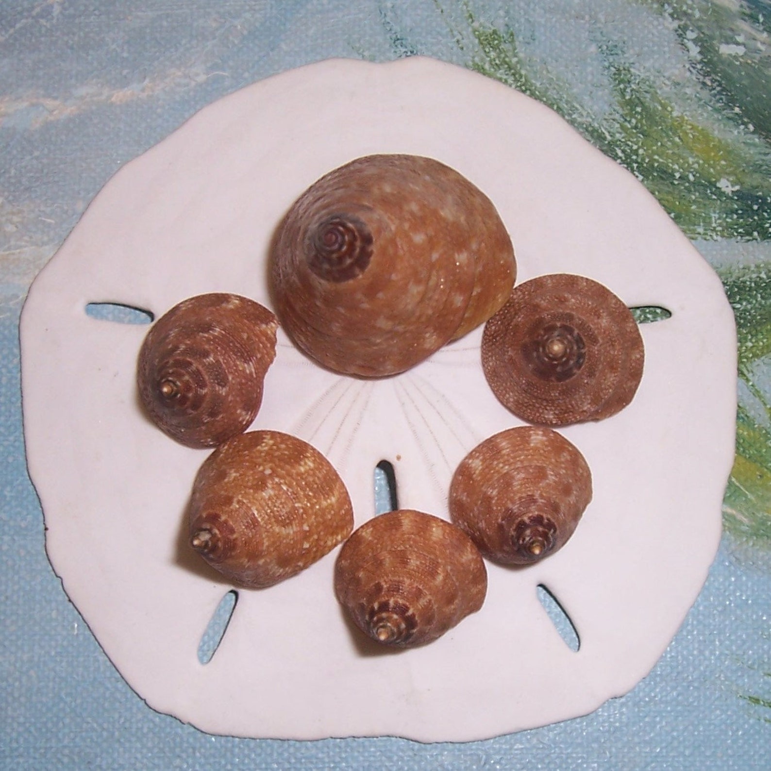 Set of 6 Calliostoma Jujubinum JUJUBE Top Shell, Seashell JB - Etsy