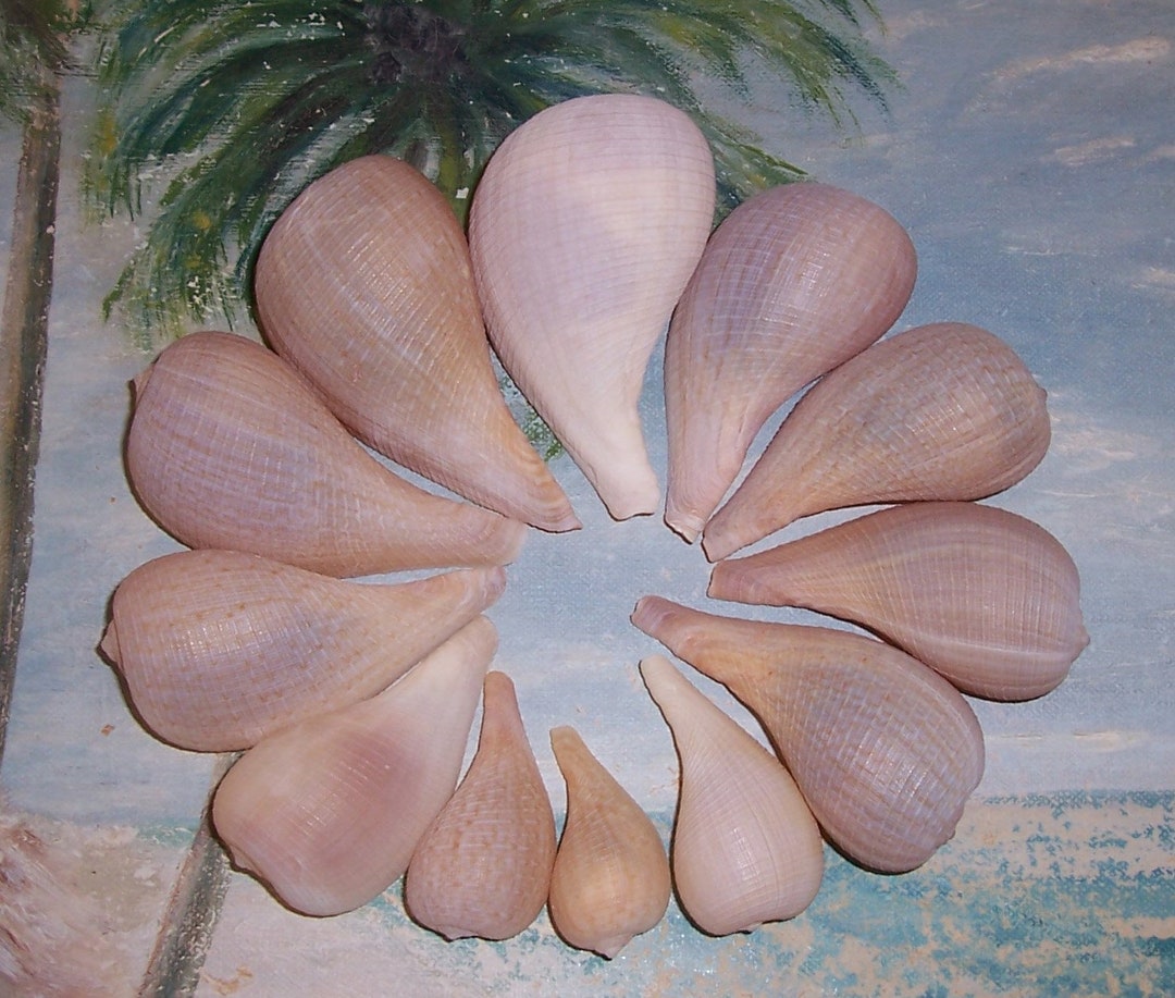 Lot of 12 Colorful FLORIDA Gulf BEACH Collected Paper Fig SEASHELLS - Etsy