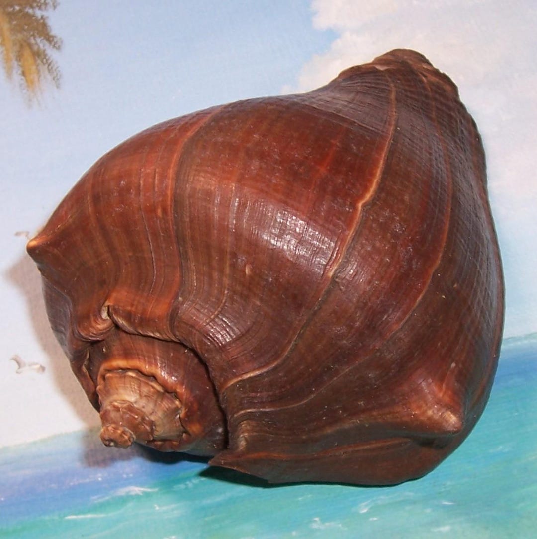 126.3mm Melongena Patula PACIFIC CROWN Conch SEASHELL - Etsy