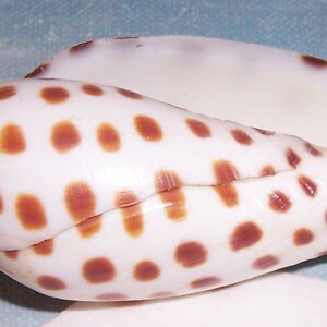 73.9mm Rare FLORIDA Beach Found Scaphella JUNONIA Butleri Juno's VOLUTE ...