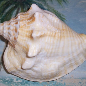 Large 160.0mm FLORIDA Keys BEACH Collected Macrostrombus Costatus Milk ...