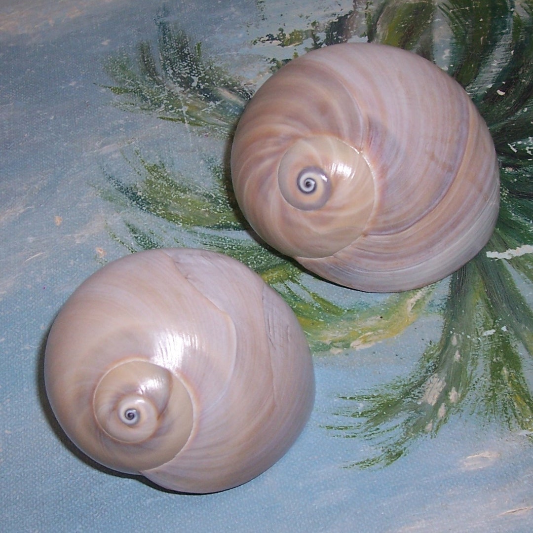 Set of 2 Large Sized 66.8&60.6mm Florida Gulf BEACH Collected Neverita ...