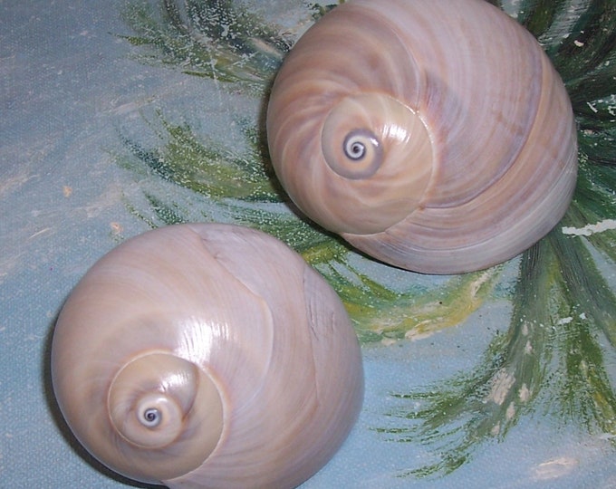Set of 2 Large Sized 66.8&60.6mm Florida Gulf BEACH Collected Neverita ...