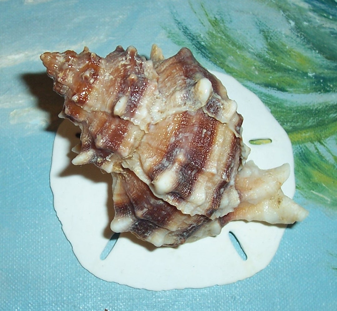 81.9mm Hexaplex Trunculus BANDED Dye MUREX Seashell Shell JB - Etsy