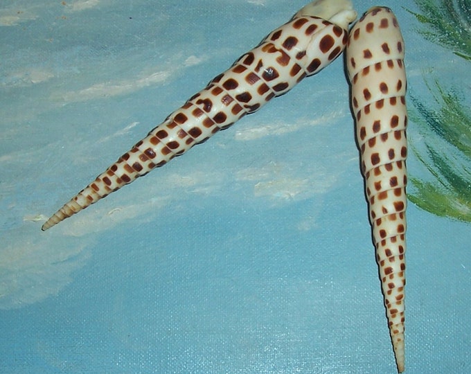 Set of Two Hawaii 118.4&126.4mm Terebridae Oxymeris Areolata Dark ...
