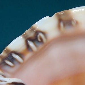 279.4mm Charonia Variegata Atlantic TRITON'S TRUMPET Shell, Seashell ...