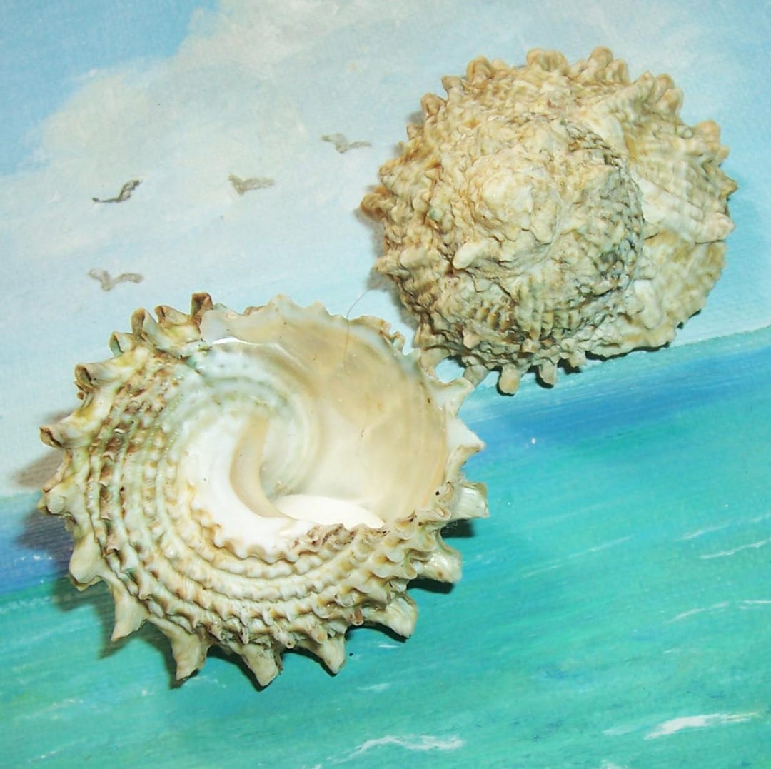 Lot of Two Large 53.3&53.2mm Florida Keys Astraea Caelata CARVED STAR Shell Seashells JB #2 - Etsy