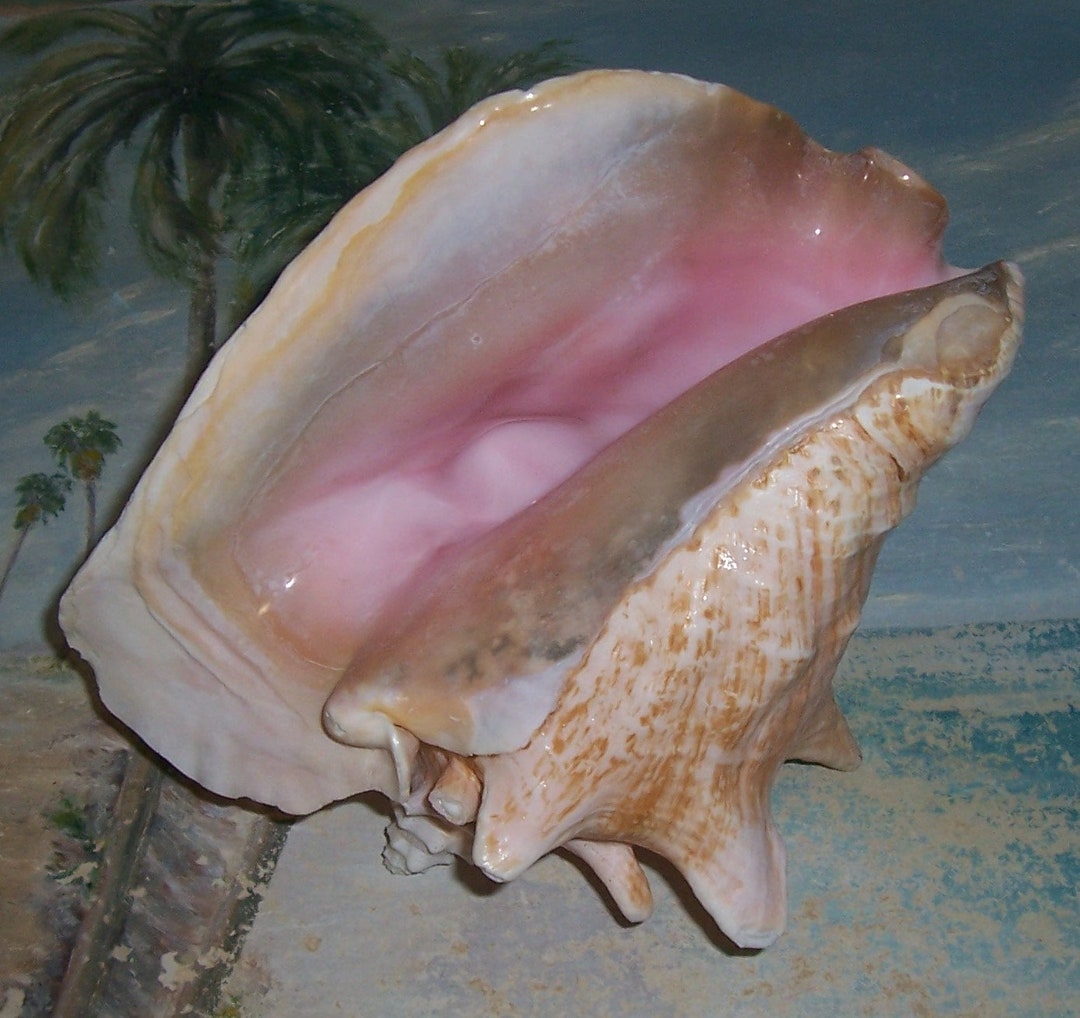 Large 9 1/2 Adult FLORIDA Keys Collected Queen, Pink Conch Shell ...
