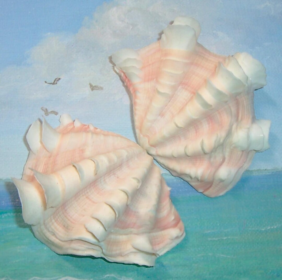 84.7mm Matched Set TRIDACNA SQUAMOSA PINK Ruffled Clam Shell, Seashell ...
