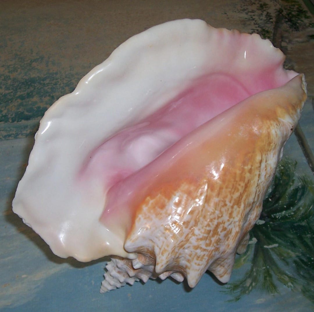 Large 10" Adult FLORIDA Keys Collected Strombus Gigas QUEEN, Pink Conch ...