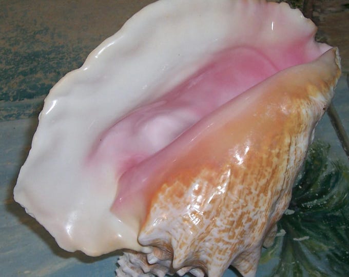 Large 10" Adult FLORIDA Keys Collected Strombus Gigas QUEEN, Pink Conch ...