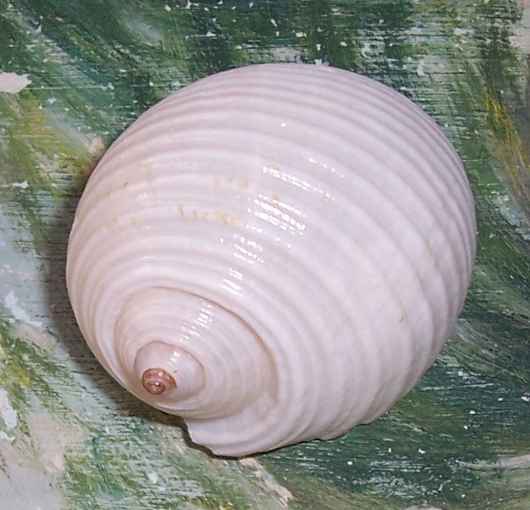 Rare 50.6mm FLORIDA Found ALBINO Tonna Galea GIANT Tun Shell Seashell ...