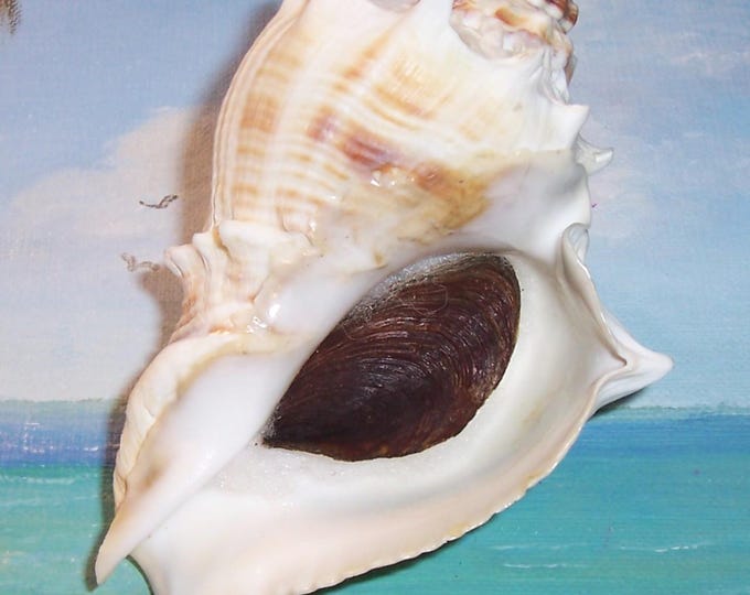Large 129.3mm FLORIDA Melongena Corona Kings CROWN Conch Shell ...