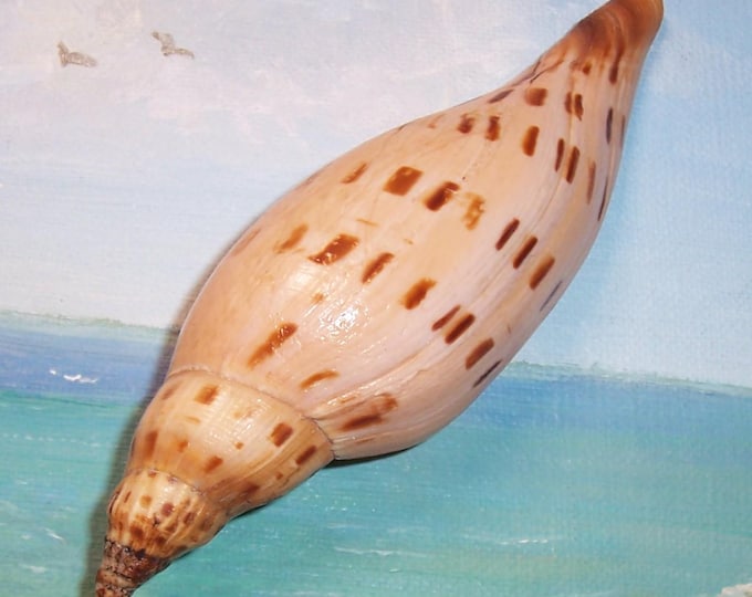 RARE 134.4mm Scaphella Dubia Kieneri KIENER'S VOLUTE Shell, Seashell W ...