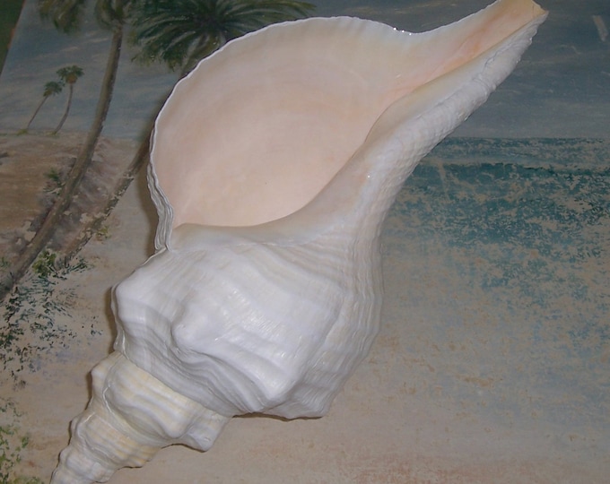 Huge 16" FLORIDA 10,000 Islands BEACH Found Horse Conch SEASHELL Shell ...