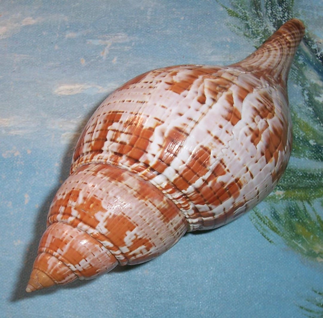 Large 147.7mm Florida Keys Collected RED, Orange Fasciolaria Tulipa ...