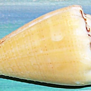 Specimen Grade 36.3mm Conus Regius CITRINUS ROYAL, CROWN Cone Shell ...