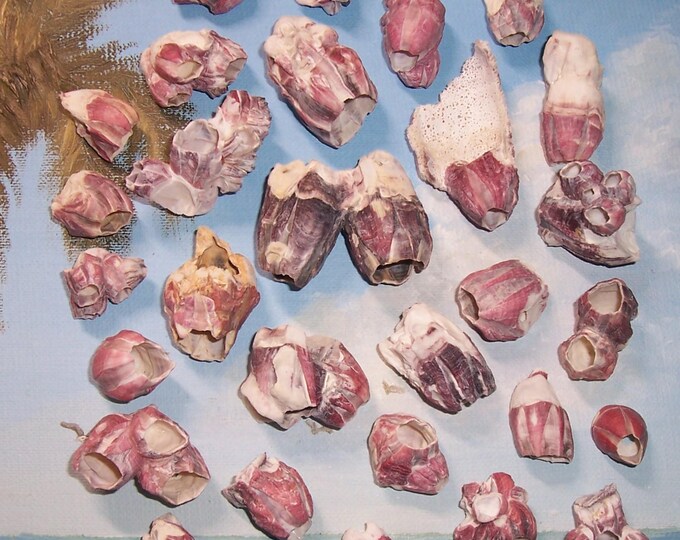 Two Dozen Large Florida BEACH Collected PURPLE Titan Acorn BARNACLES #2 ...
