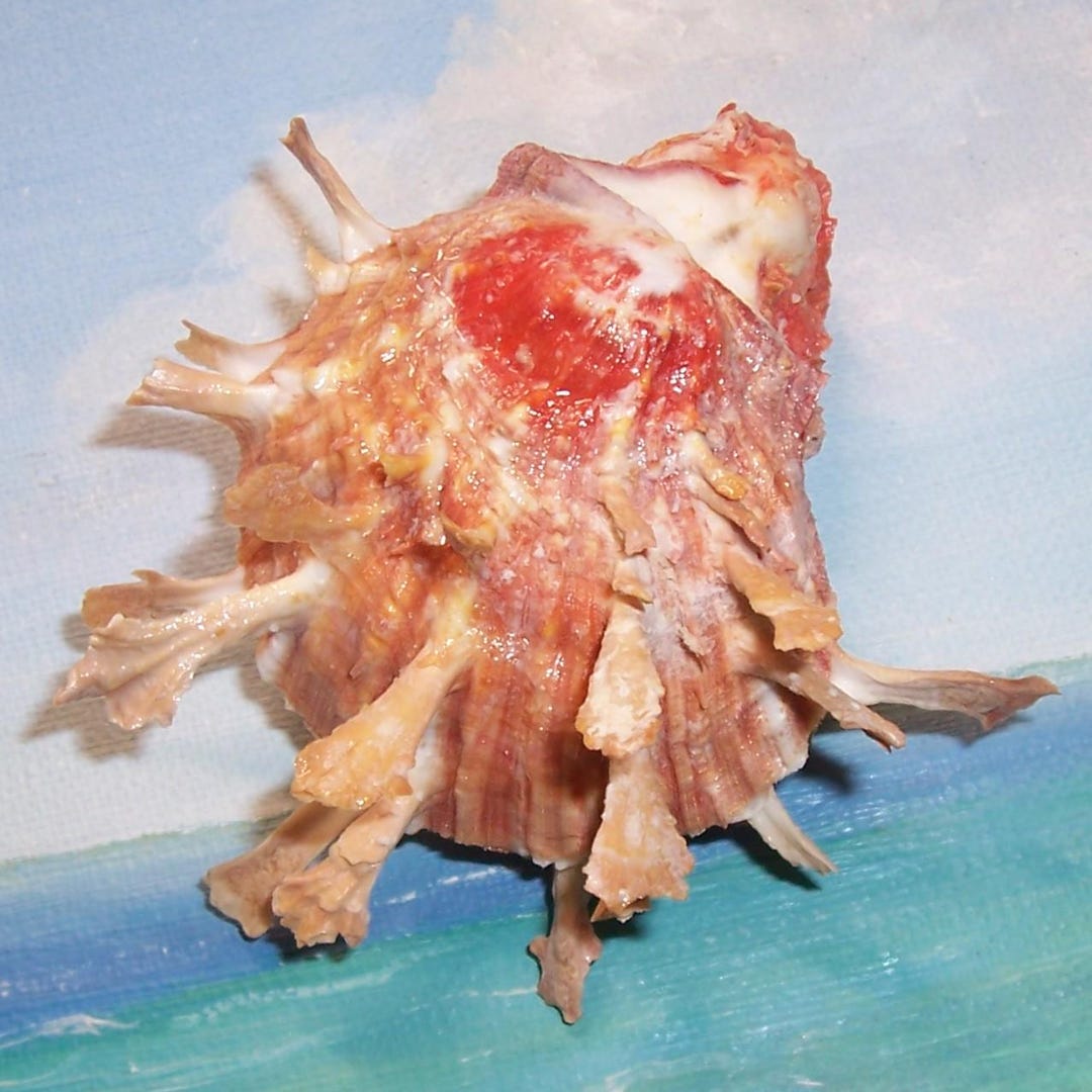 72.8mm Orange Matched Bivalve SPONDYLUS Sinensis CHINESE Thorny OYSTER Shell, Seashell - Etsy