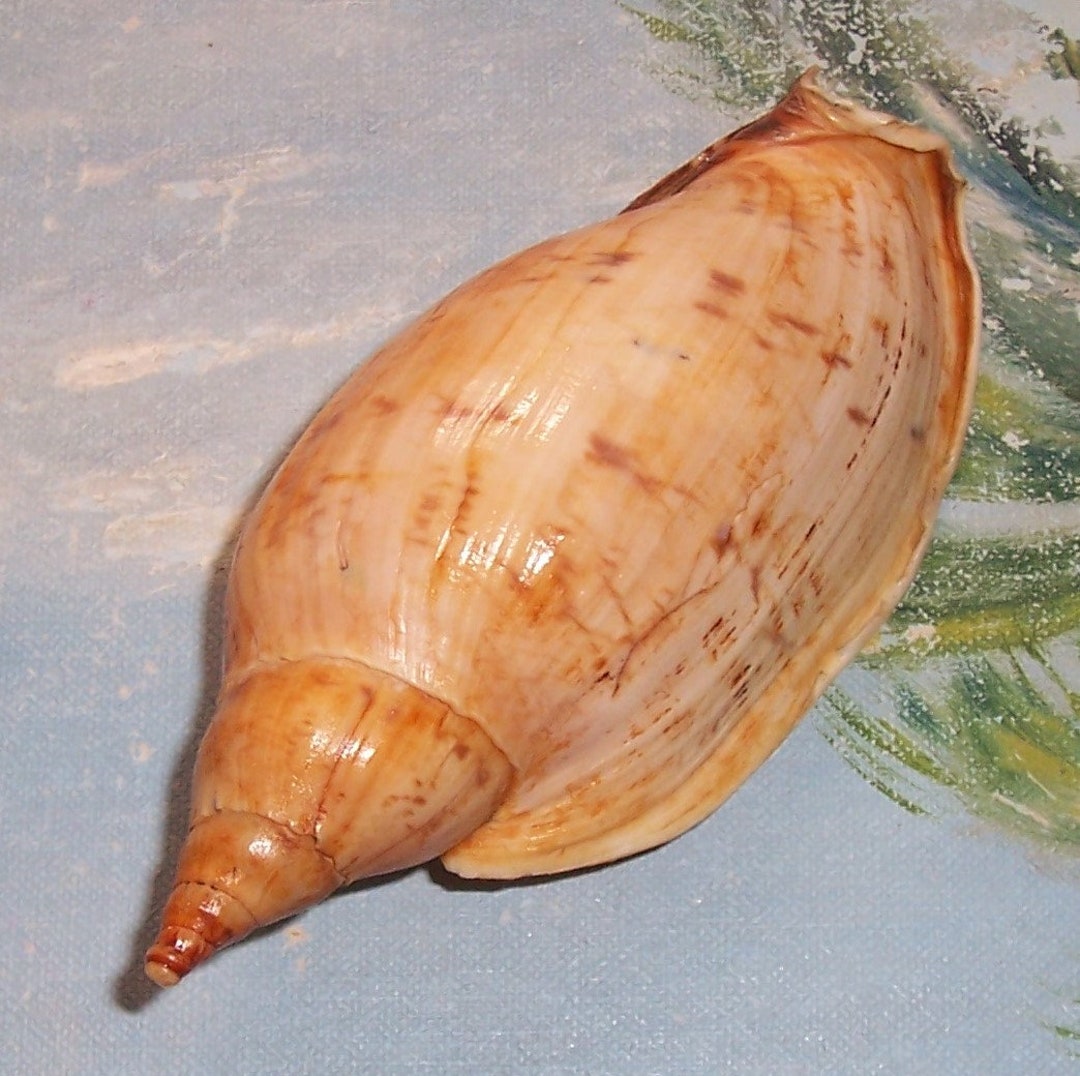 125.0mm Voluta Alcithoe Arabica ARAB VOLUTE Shell, Seashell JB - Etsy