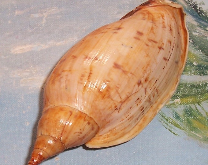125.0mm Voluta Alcithoe Arabica ARAB VOLUTE Shell, Seashell JB - Etsy