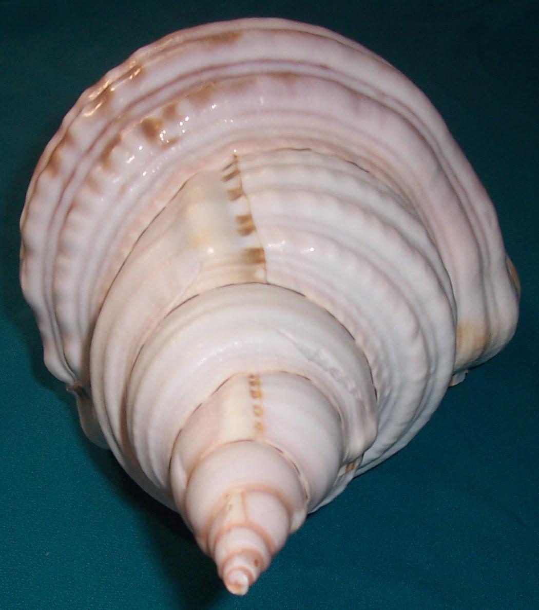 279.4mm Charonia Variegata Atlantic TRITON'S TRUMPET Shell, Seashell ...
