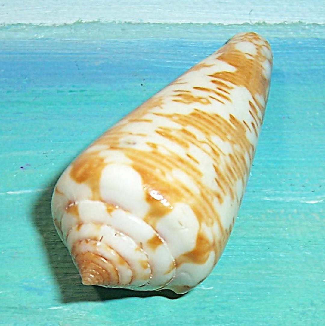 45.5mm Conus Thomae ST. THOMAS CONE Shell, Seashell - Etsy
