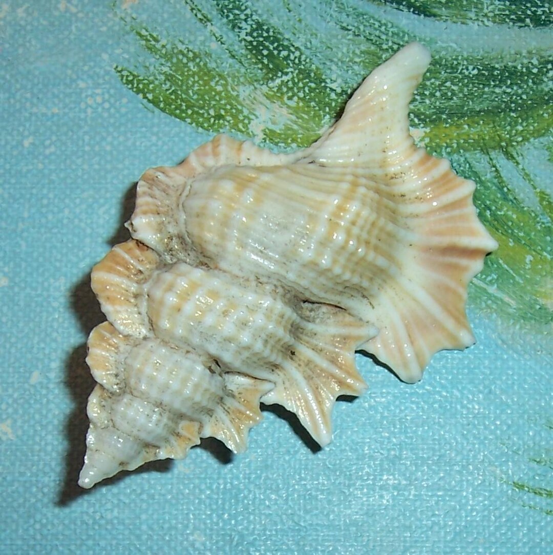 61.7mm Biplex Perca MAPLE Leaf TRITON Shell Seashell JB - Etsy