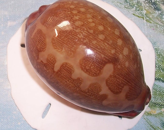 79.6mm CYPRAEA Leporicypraea Mappa Map COWRY Shell, Seashell #2 - Etsy