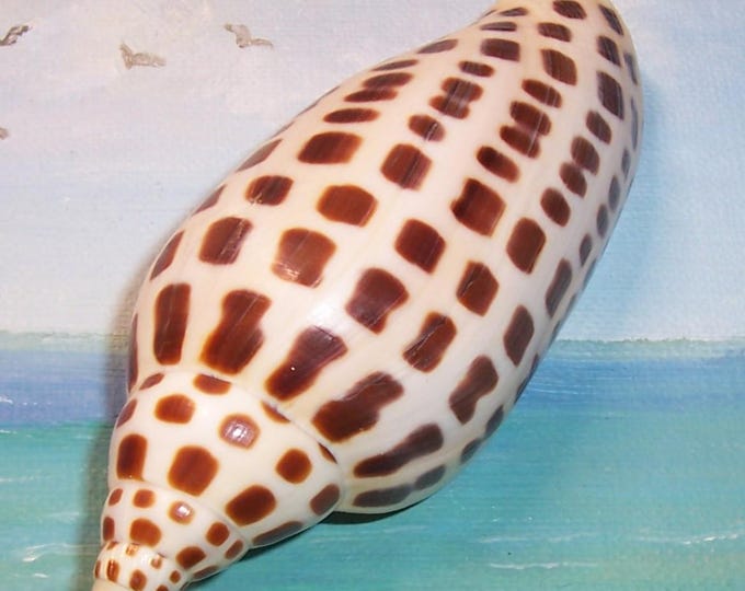 103.5mm Rare FLORIDA Scaphella JUNONIA Juno's VOLUTE Shell, Seashell - Etsy