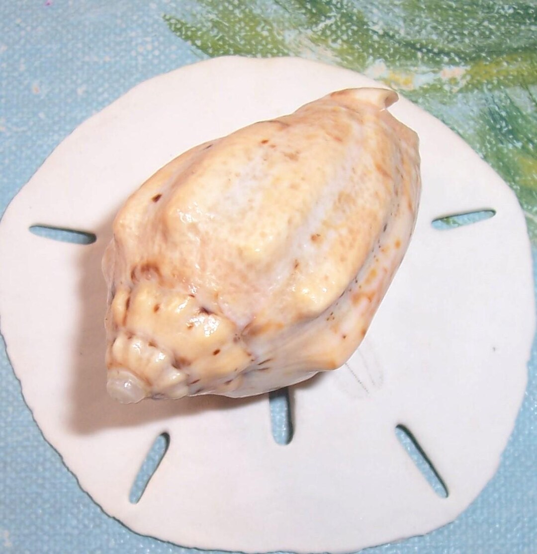 46.8mm Voluta Musica MUSIC VOLUTE Shell, Seashell W/ Data - Etsy