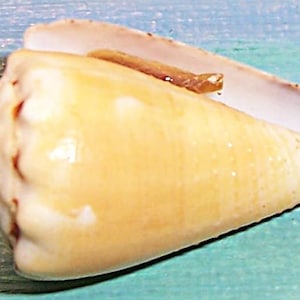 Specimen Grade 36.3mm Conus Regius CITRINUS ROYAL, CROWN Cone Shell ...