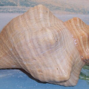 9 FLORIDA 10,000 Islands Found ORANGE Horse Conch SEASHELL Shell - Etsy