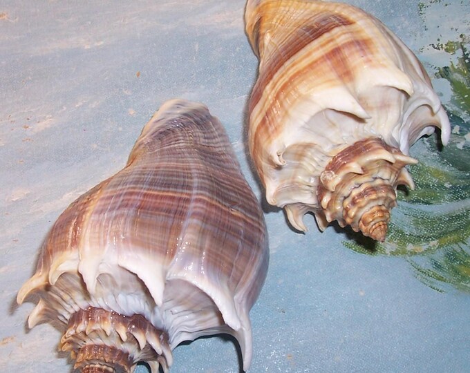 Set of Two Large Specimen Grade 127.1&121.3mm Florida Melongena Corona ...