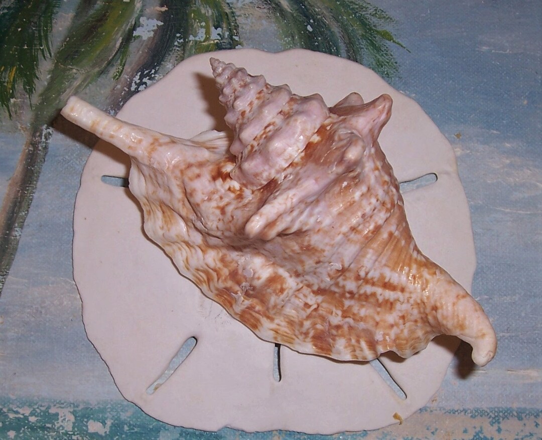 118.3mm Strombus Gallus Rooster-tail CONCH Shell SEASHELL - Etsy